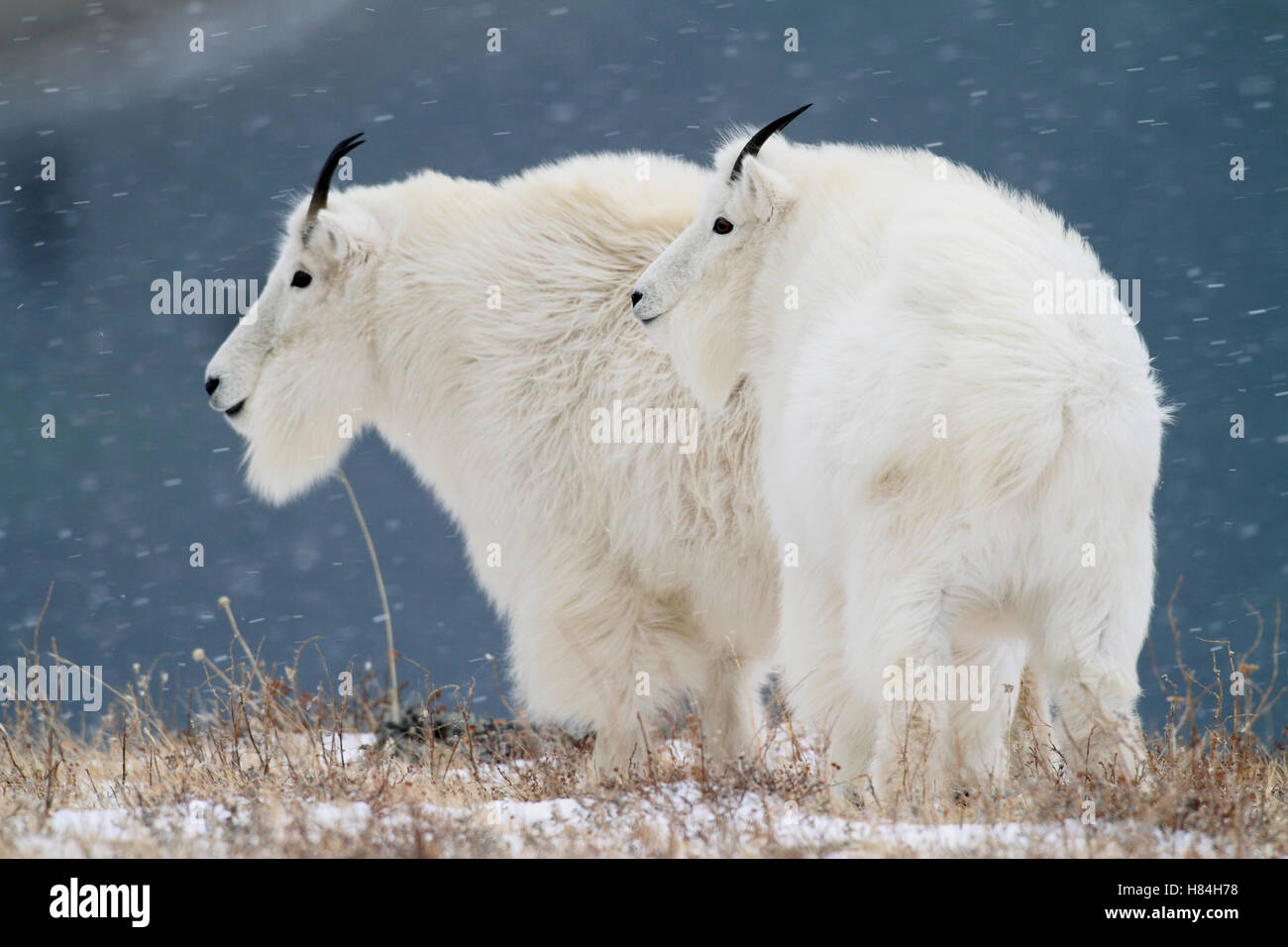 Mountain Goat (Oreamnos americanus) males in snow, Glacier National ...