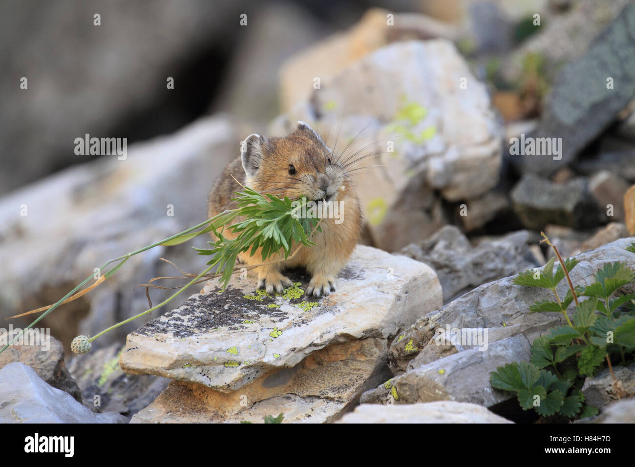 American Pika (Ochotona princeps) collecting vegetation for haypile ...