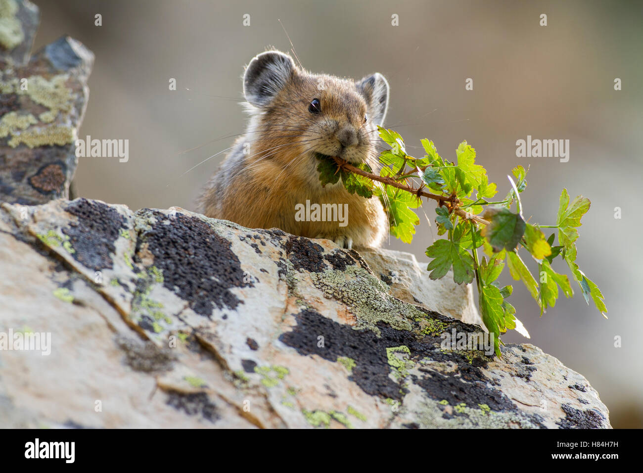 American Pika (Ochotona princeps) collecting vegetation for haypile ...