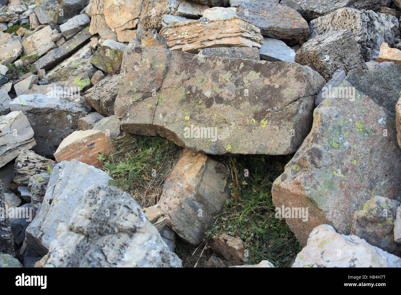 American Pika (Ochotona princeps) haypile, Glacier National Park ...