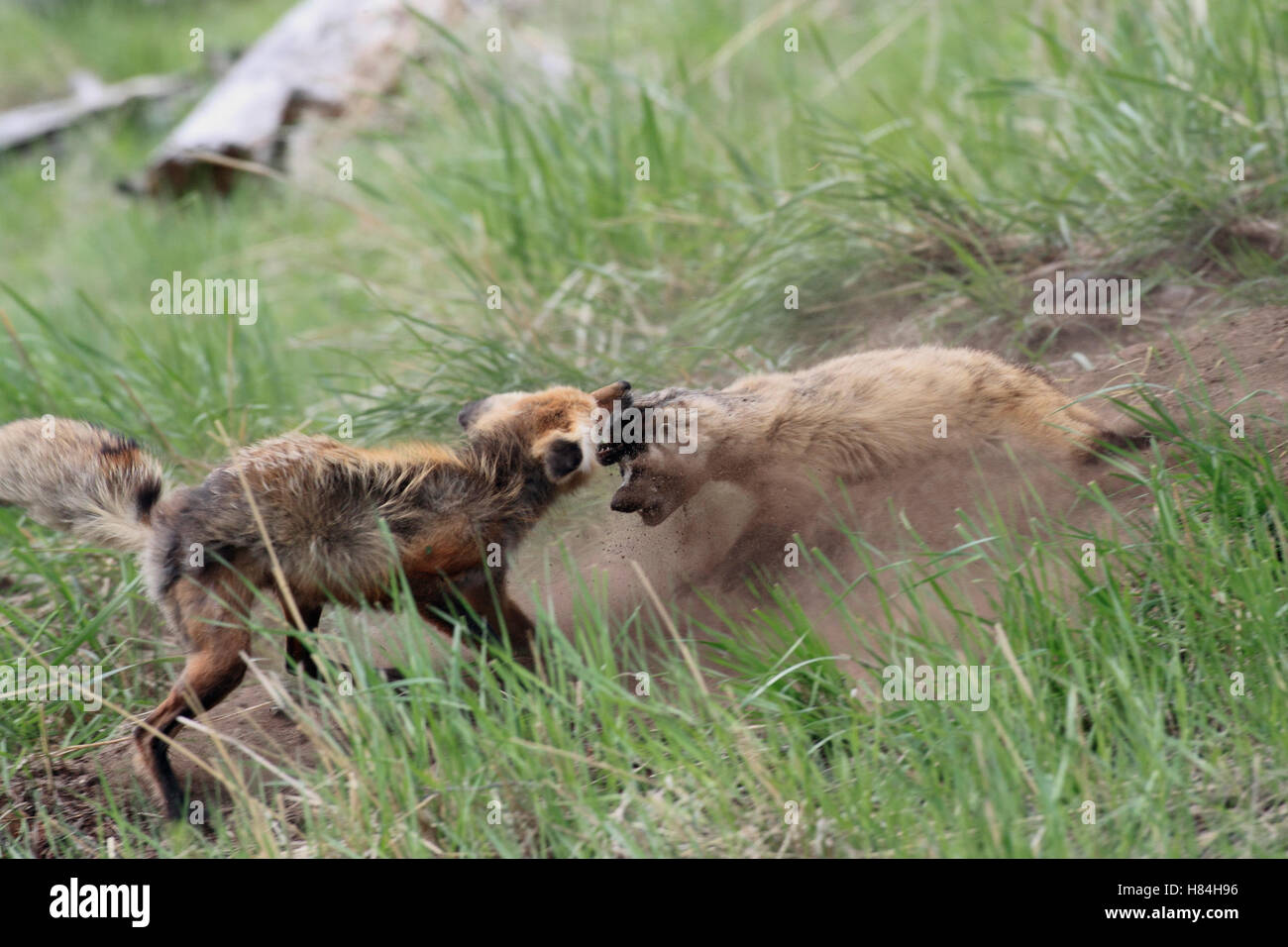 Red Fox (Vulpes vulpes) fighting with an intruding American Badger ...