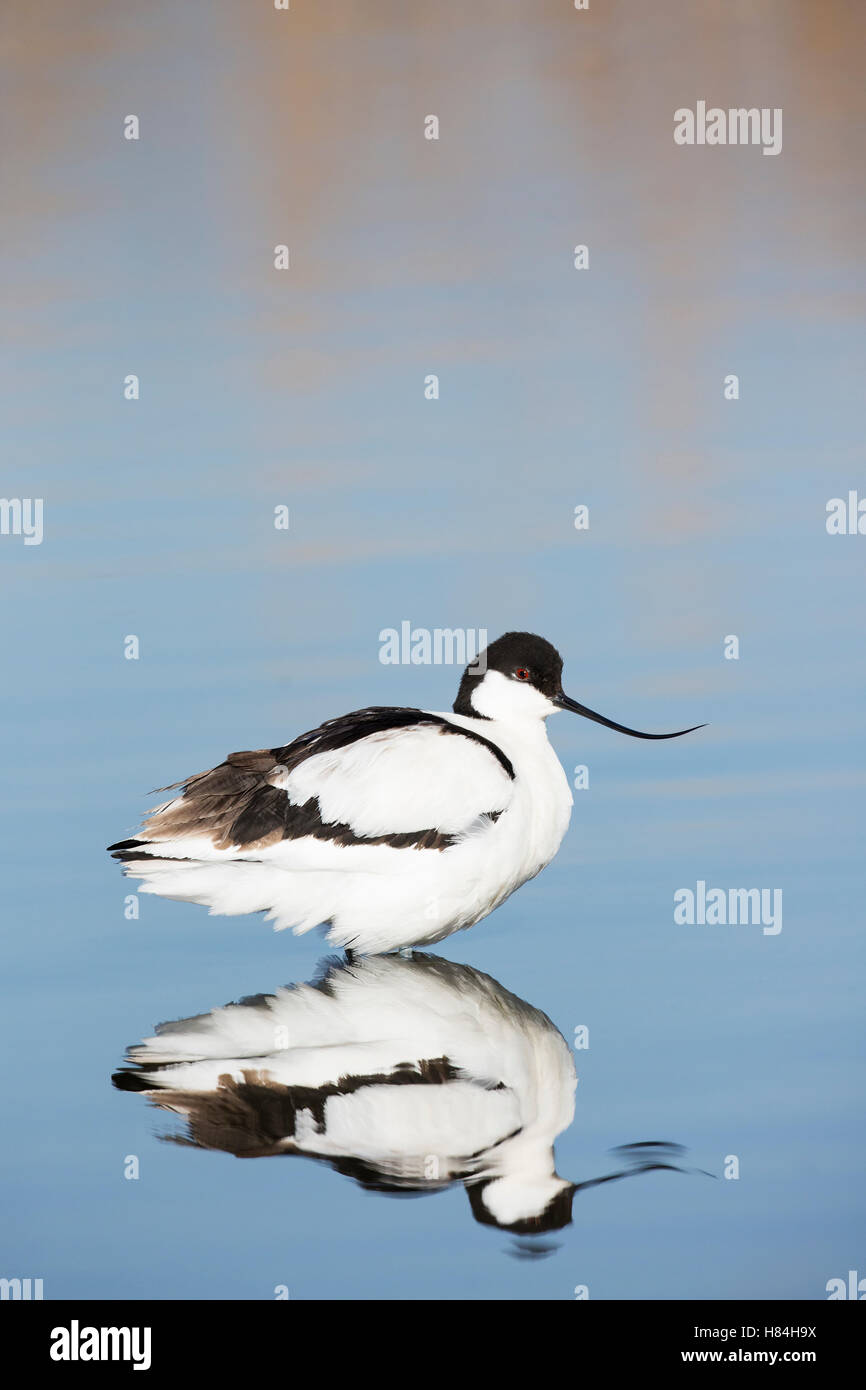 Pied Avocet (Recurvirostra avosetta), Marievale Bird Sanctuary, South ...