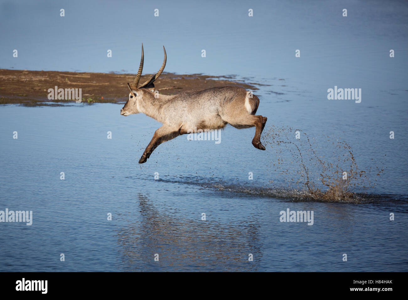 Waterbuck (Kobus ellipsiprymnus) male jumping across river, Kruger ...