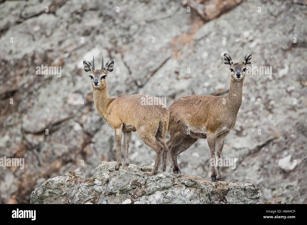 Klipspringer (Oreotragus oreotragus) male and female, Kruger National ...