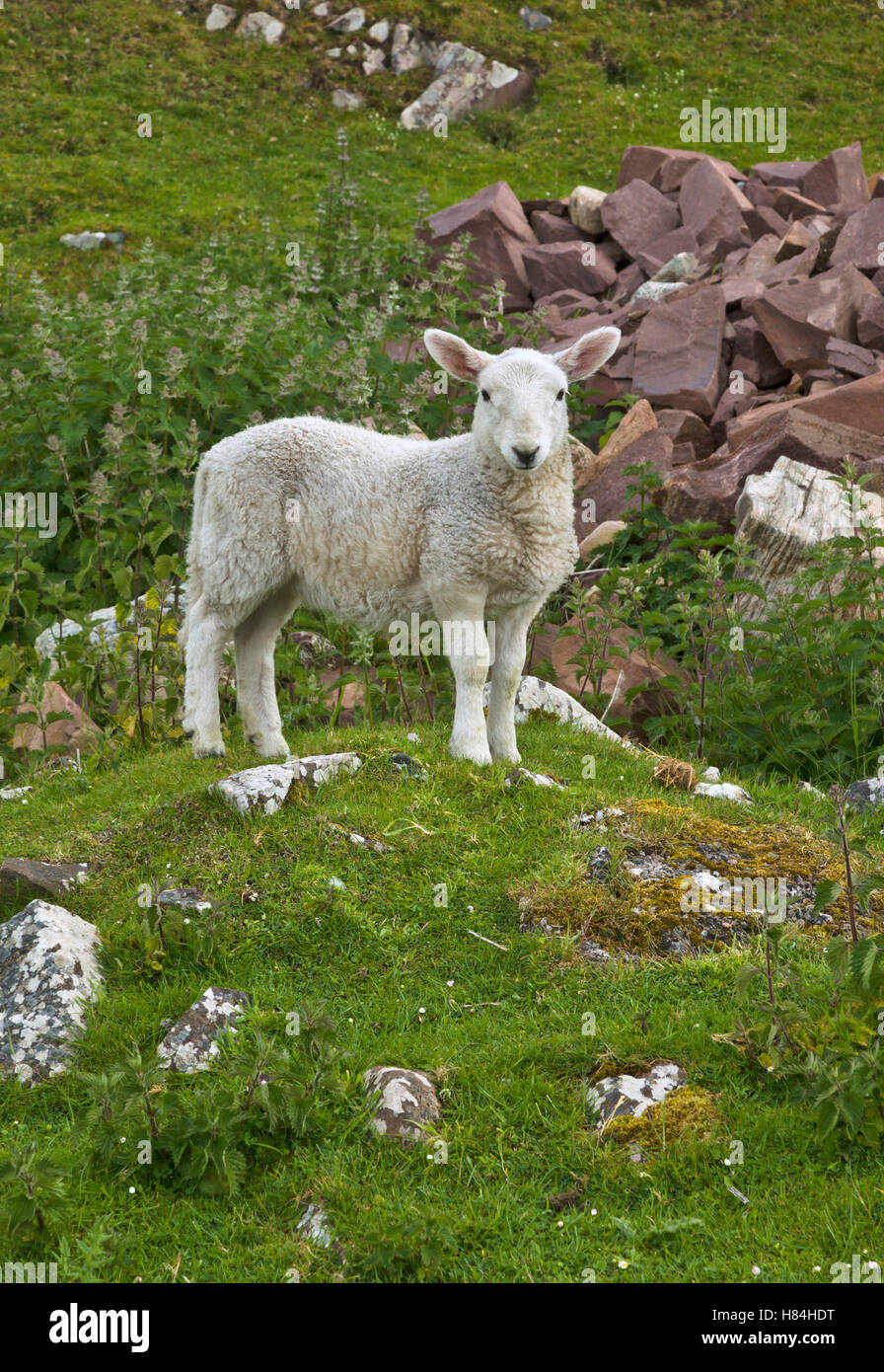 Domestic Sheep (Ovis aries) lamb in farming village, Scotland Stock ...