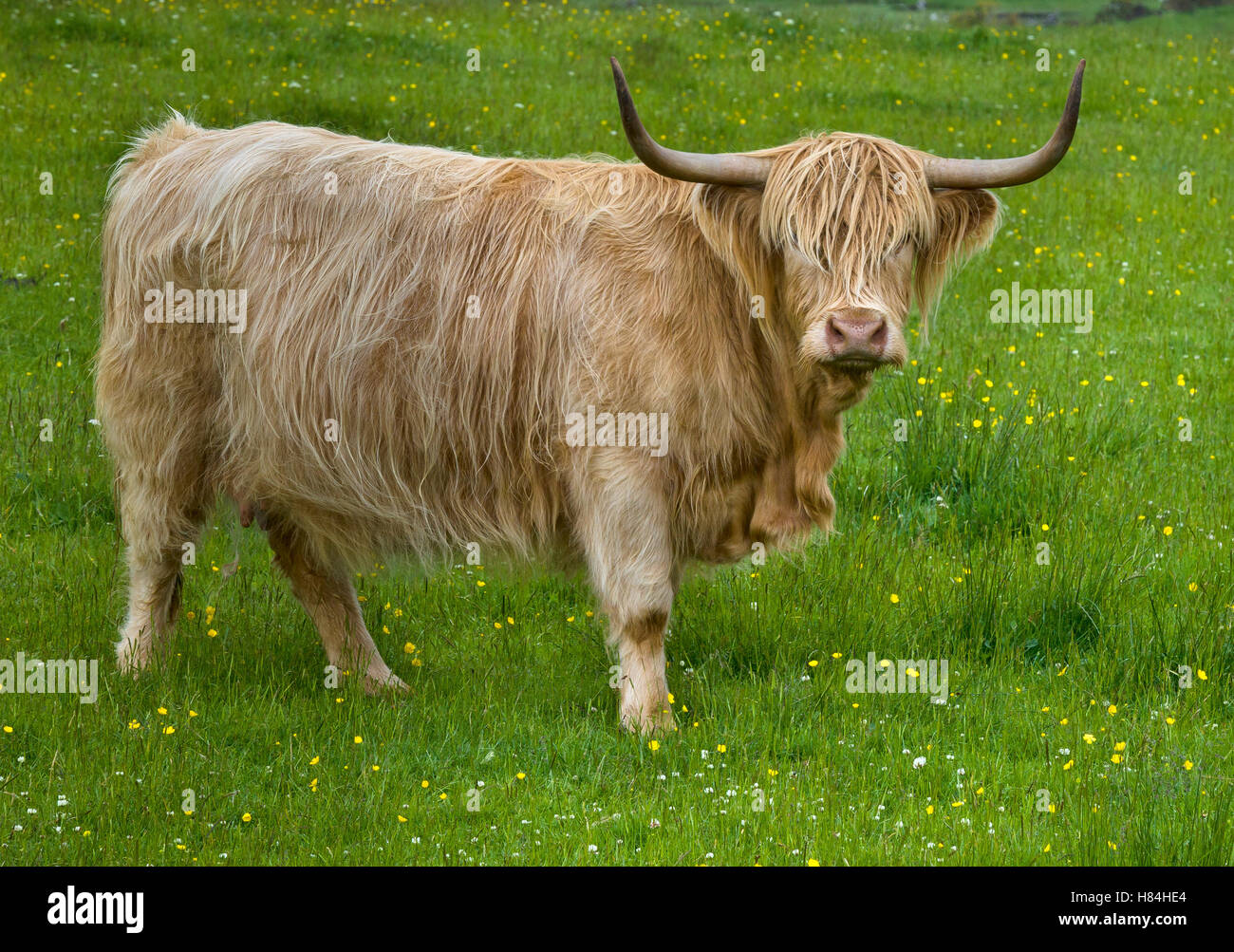 Highland Cattle (Bos taurus) in green pasture, Isle of Skye, Scotland ...