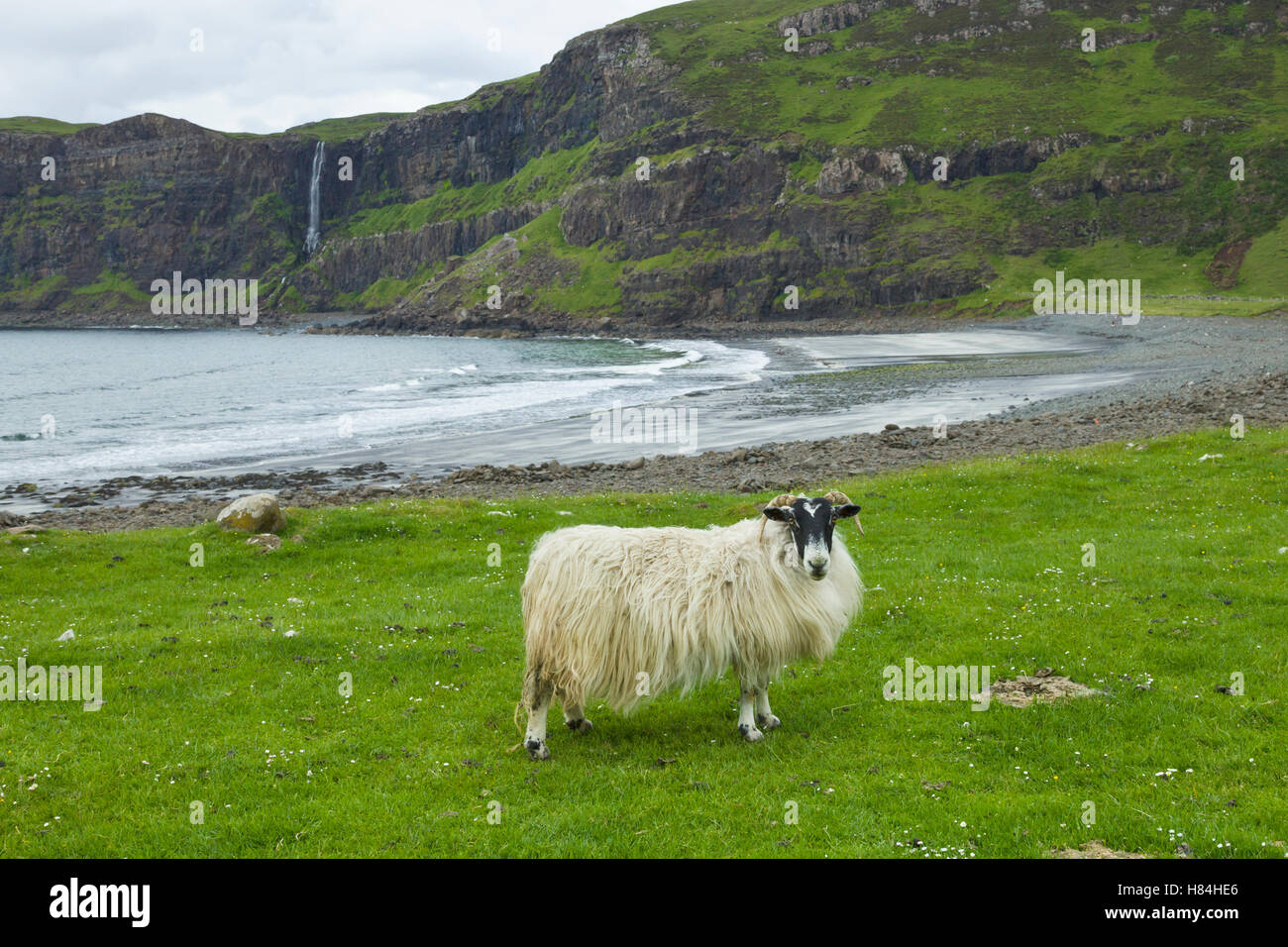 Domestic Goat (Capra hircus), Isle of Skye, Scotland Stock Photo - Alamy