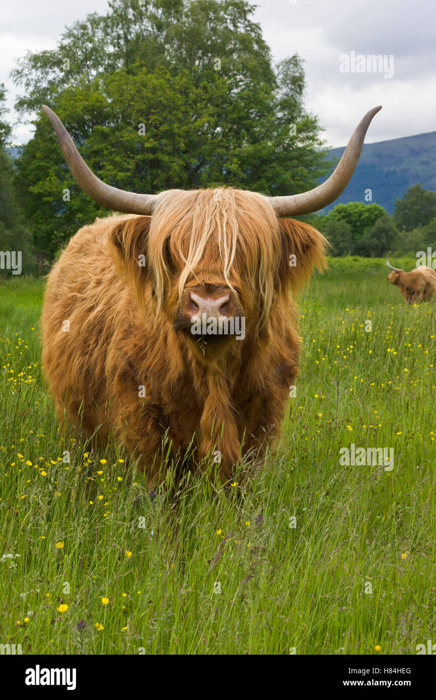 Highland Cattle (Bos taurus) in green pasture, Isle of Skye, Scotland ...