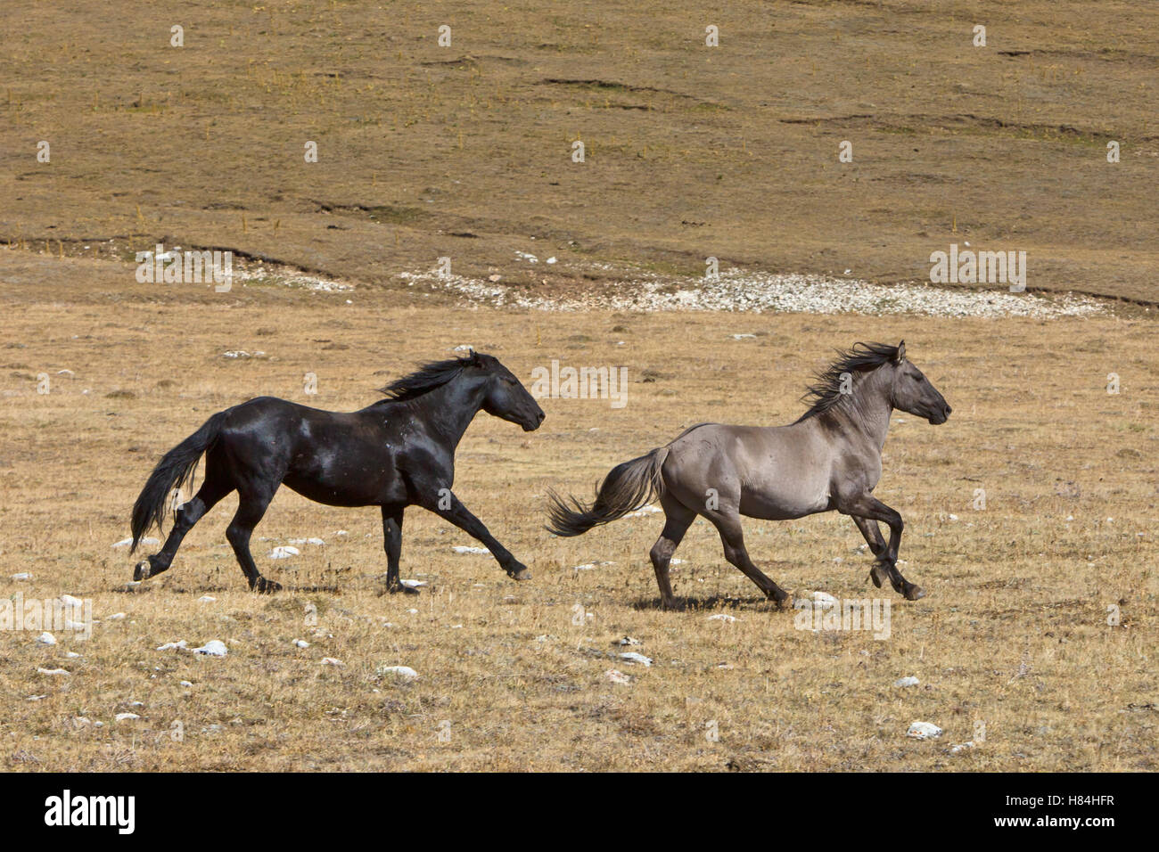 Wild Horse (Equus caballus) stallions running together on arid plateau ...