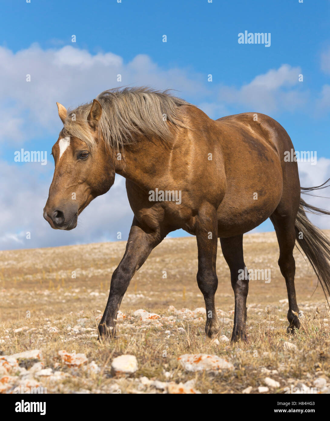 Wild Horse (Equus caballus) stallion walking on arid plateau, Pryor ...