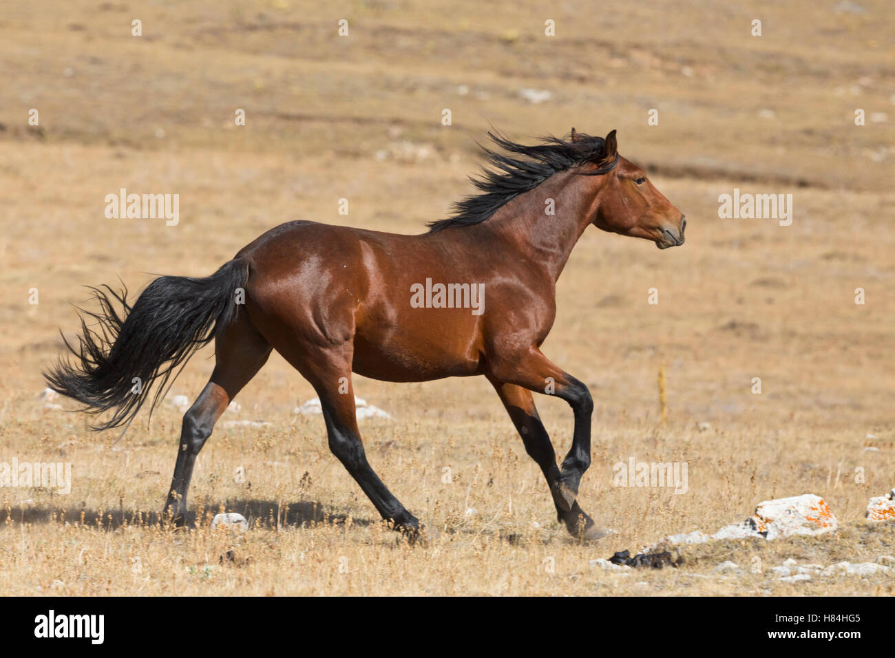 Wild Horse (Equus caballus) stallion walking on arid plateau, Pryor ...