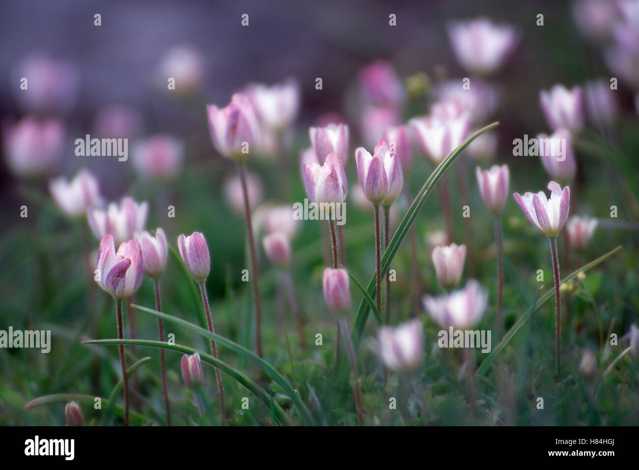 Anemone (Anemone sp) flowers Stock Photo - Alamy
