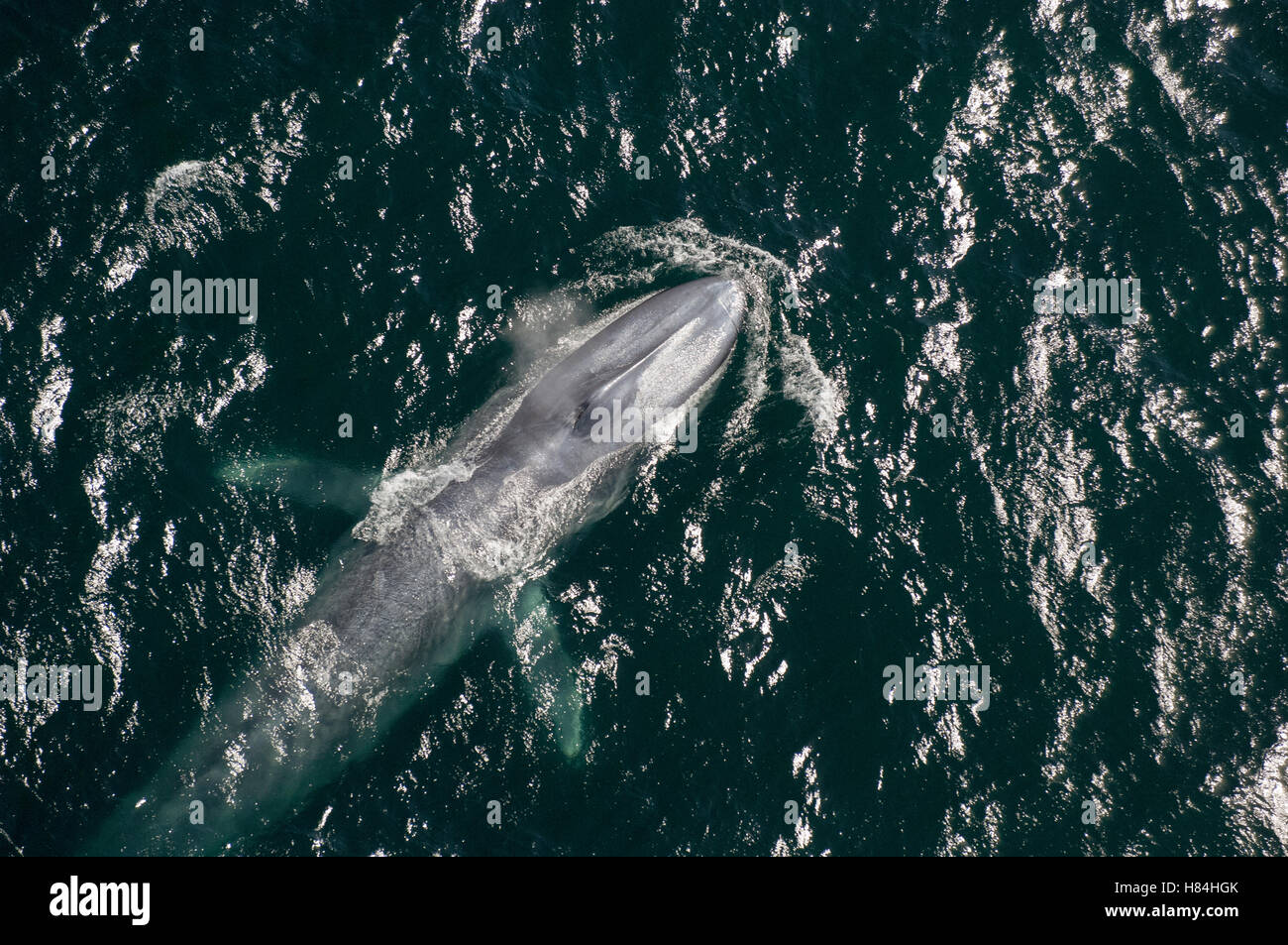 Blue Whale (Balaenoptera musculus) surfacing, Santa Barbara Channel ...