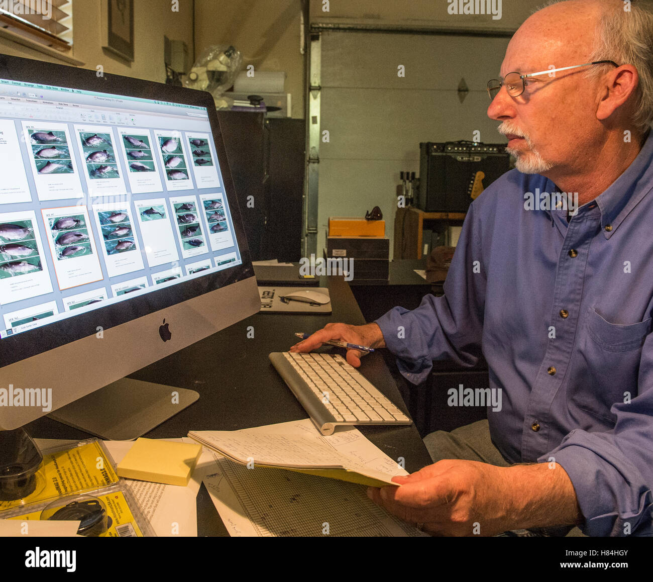 Researcher Jonathan Stern, Ph.D., of Golden Gate Cetacean Research ...