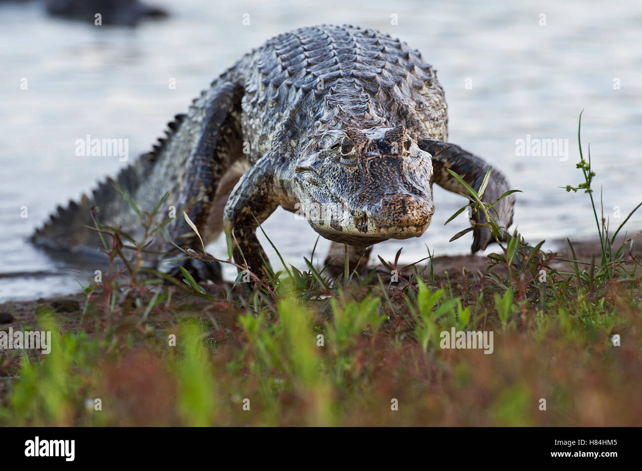 Jacare Caiman (Caiman yacare) emerging from river, Pantanal, Brazil ...