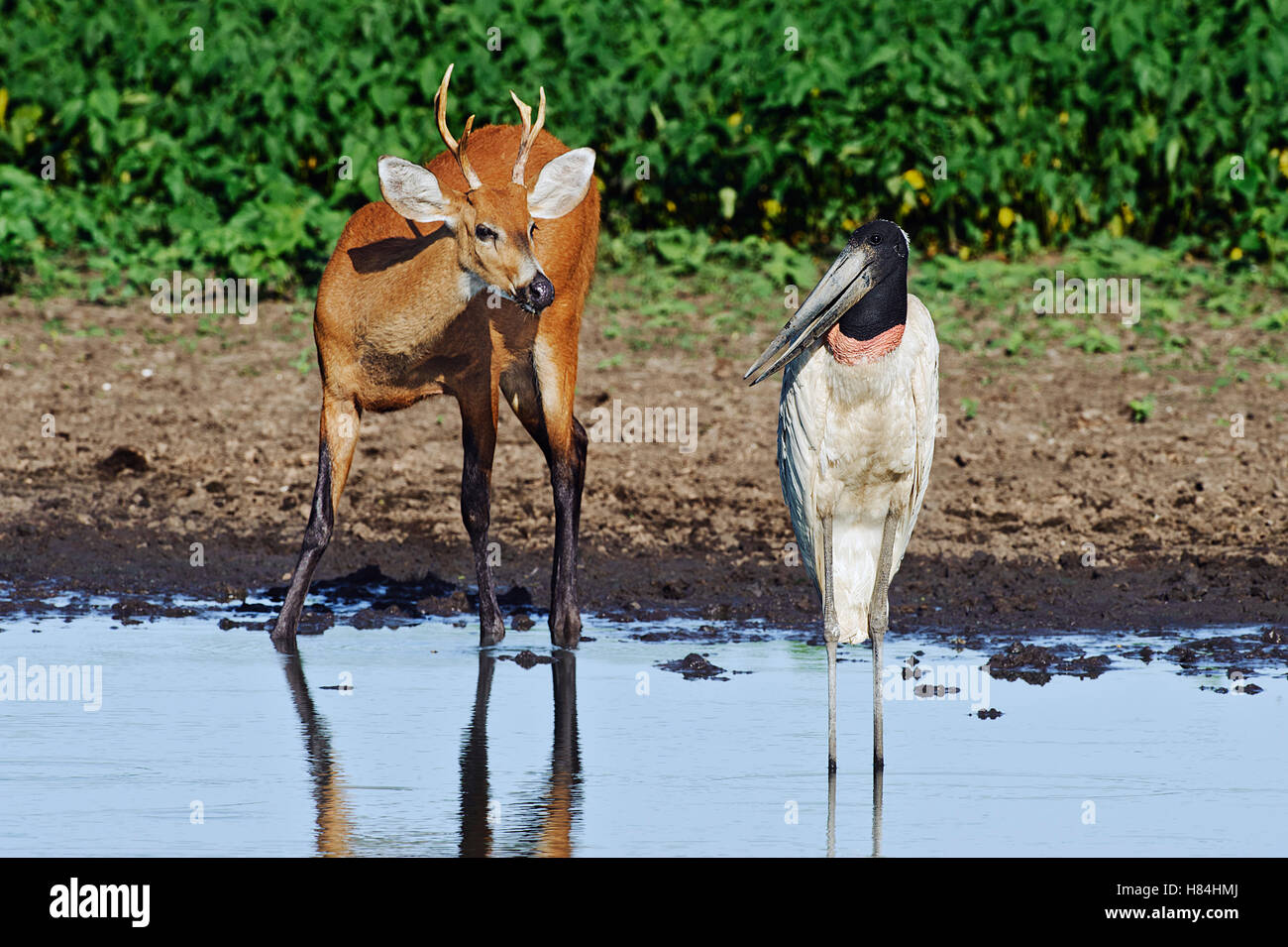 Jabiru Stork (Jabiru mycteria) and Marsh Deer (Blastocerus dichotomus ...