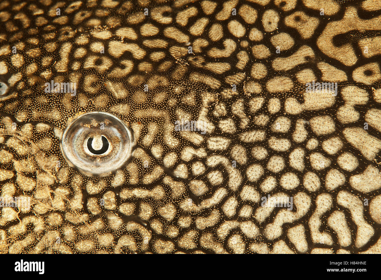 Armored Catfish (Loricariidae), Pantanal, Brazil Stock Photo - Alamy