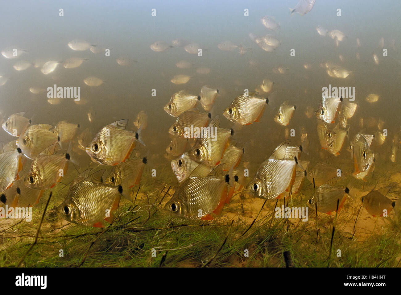 Silver Tetra (Tetragonopterus argenteus) school in flooded field ...