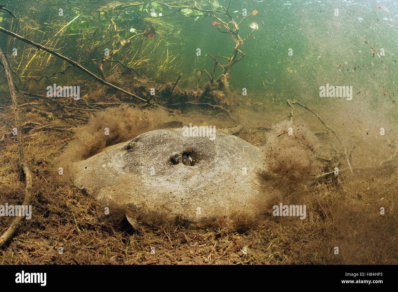 Black River Stingray (Potamotrygon motoro) hiding in mud, Rio Mata ...