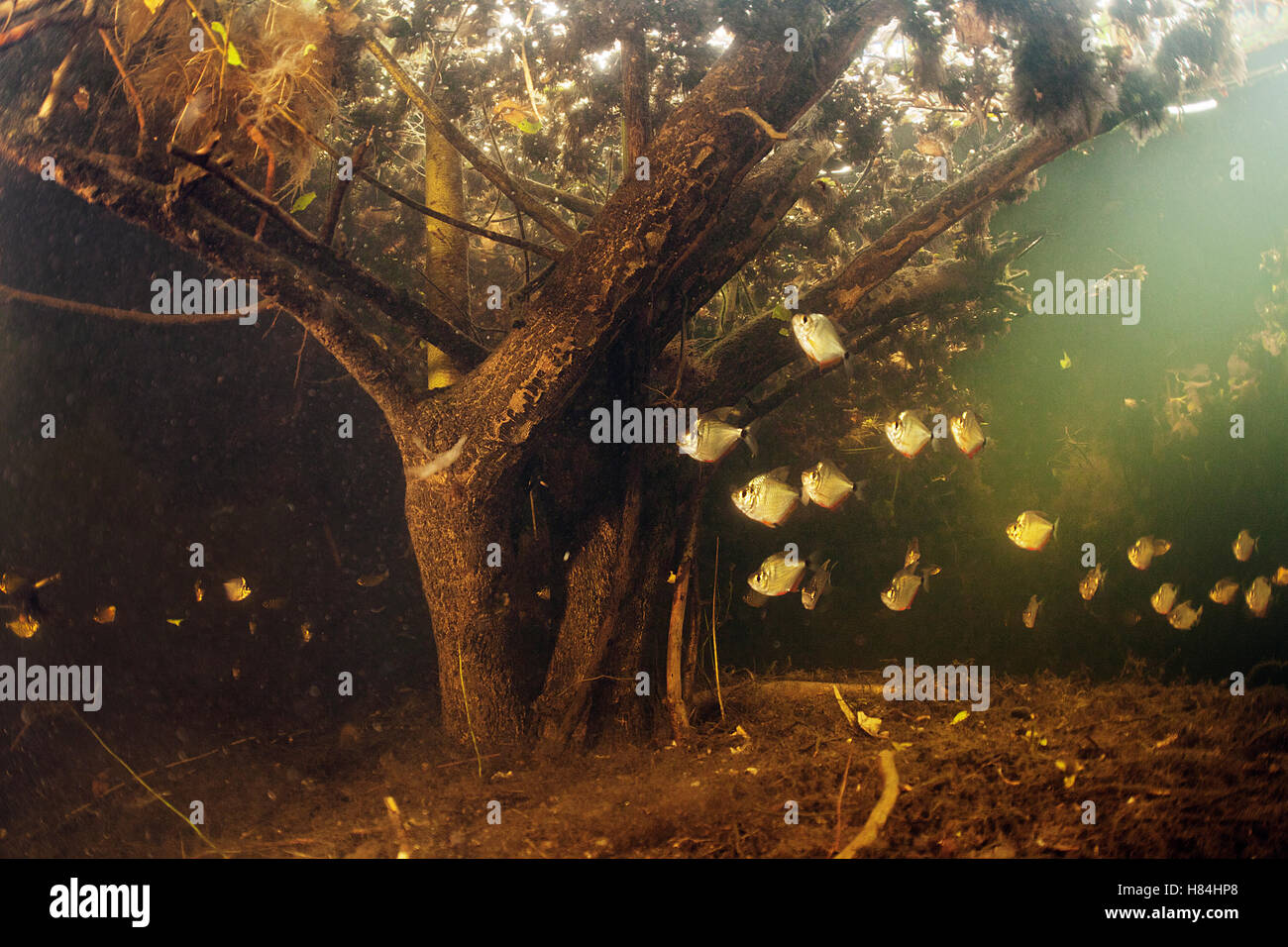 Silver Tetra (Tetragonopterus argenteus) in flooded field, Pantanal ...