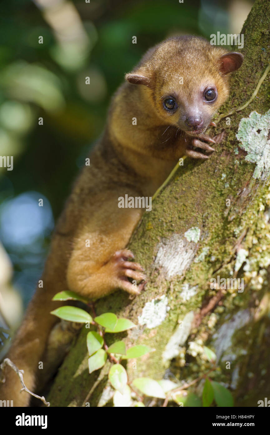Kinkajou (Potos flavus) in tree, Amapa, Brazil Stock Photo - Alamy