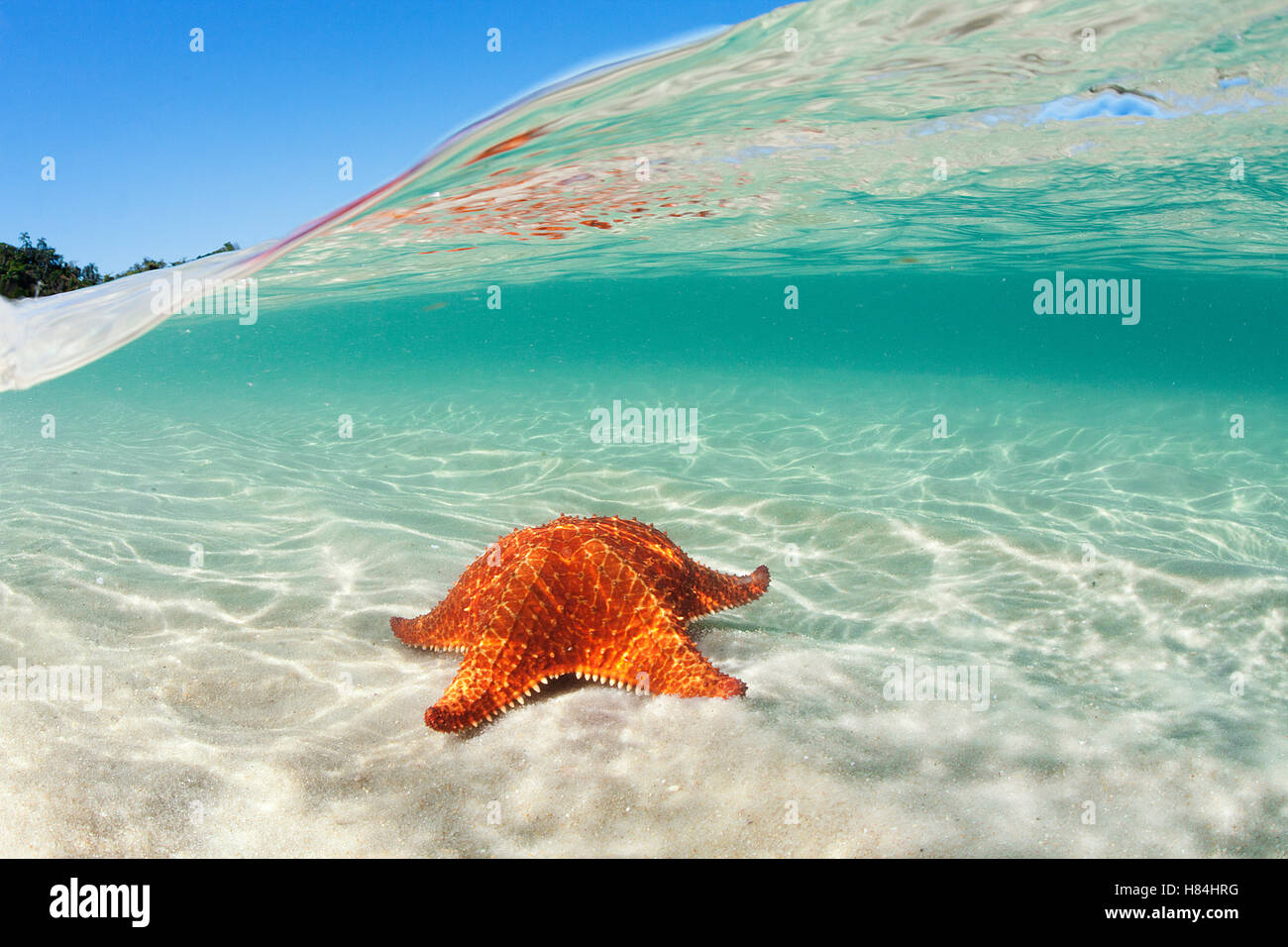 Cushioned Star (Oreaster reticulatus), Gipoia Island, Ilha Grande ...
