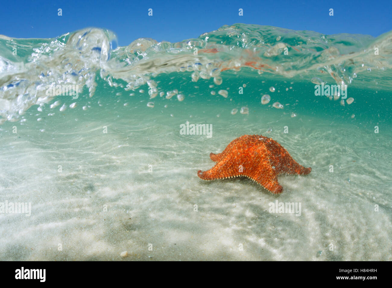Cushioned Star (Oreaster reticulatus), Gipoia Island, Ilha Grande ...