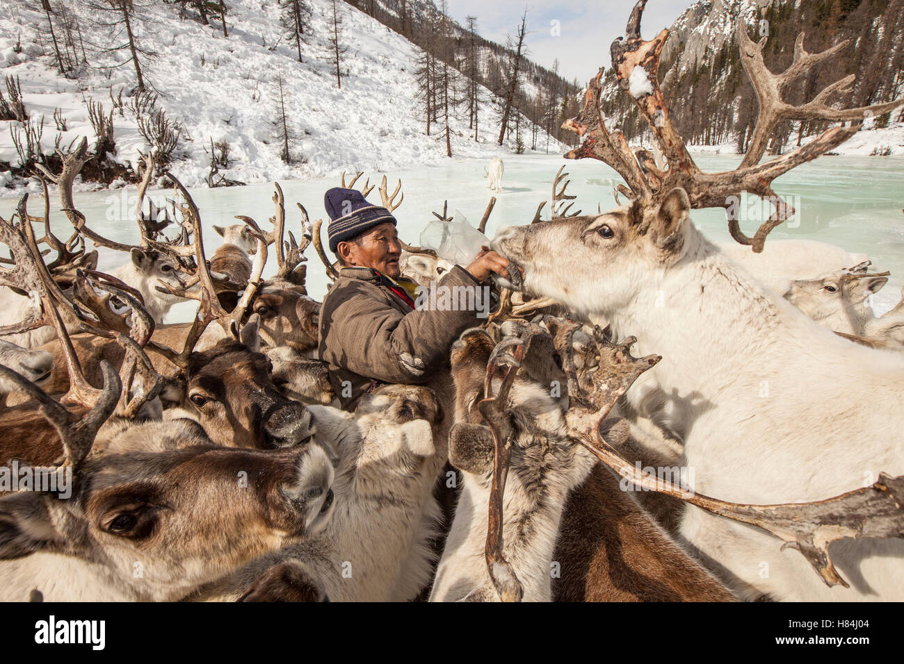 Caribou (Rangifer tarandus) being given salt by a Tsataan herder after ...