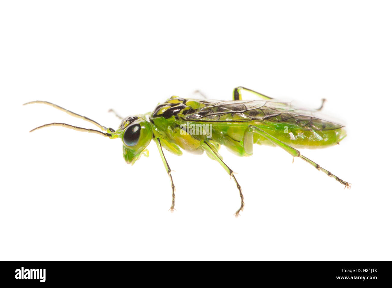 Green Sawfly (Rhogogaster viridis), Netherlands Stock Photo - Alamy