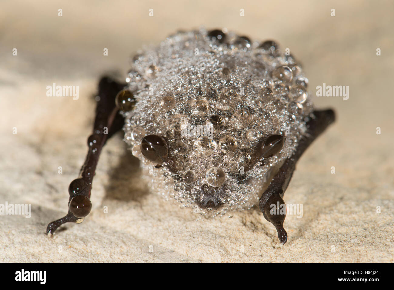 Whiskered Bat (Myotis mystacinus) hibernating, covered with dew in cave ...