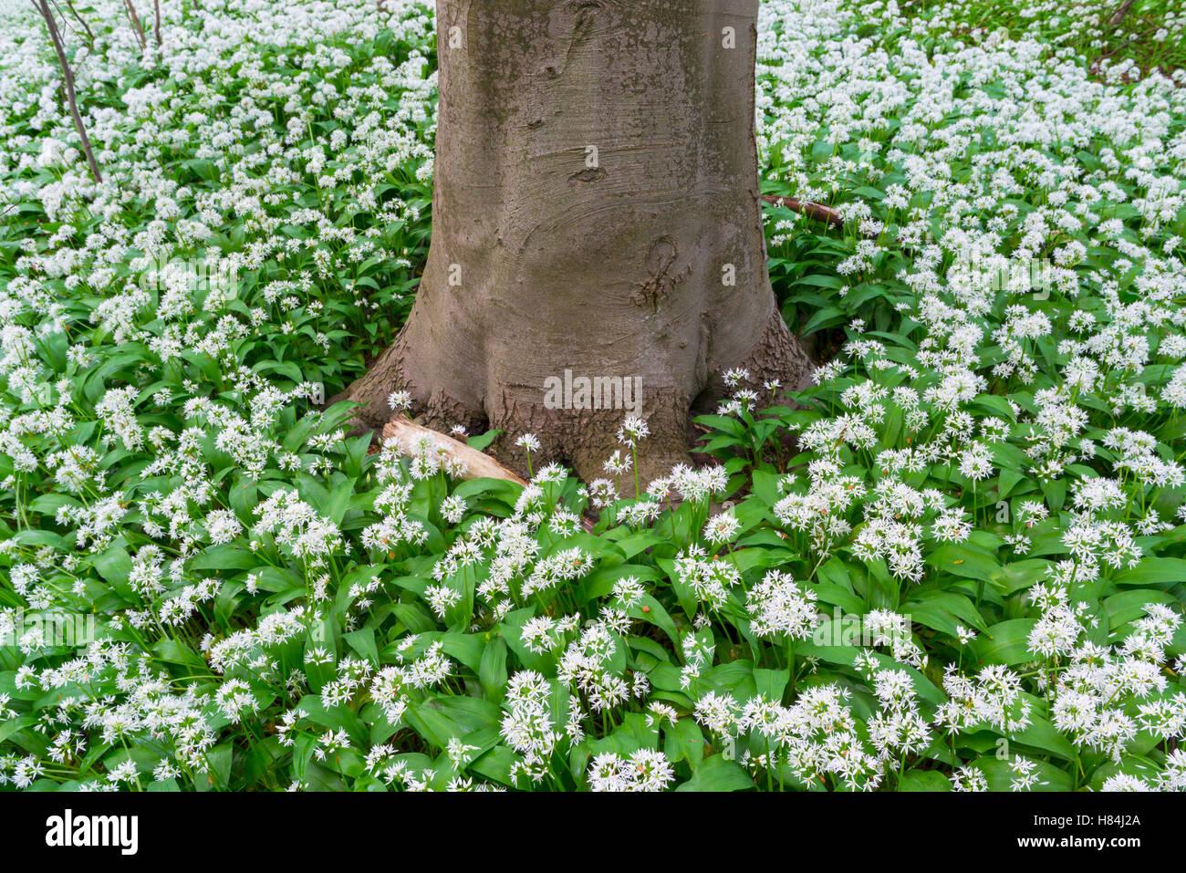Wild Garlic (Allium ursinum) in forest, Oostvoorne, Netherlands Stock ...