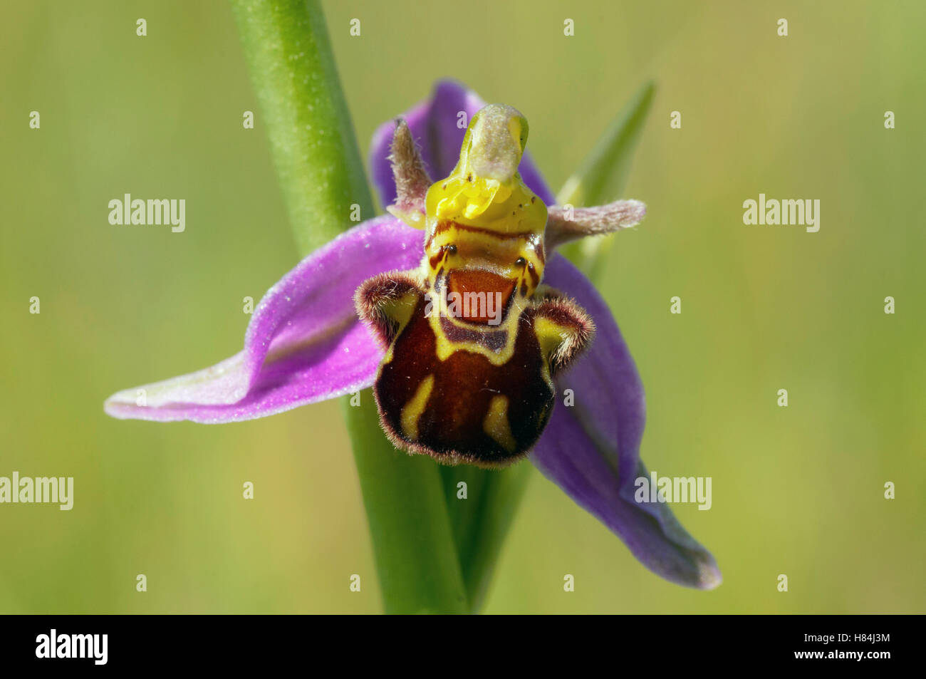 Bee Orchid (Ophrys apifera) flower, Brielle, Netherlands Stock Photo ...
