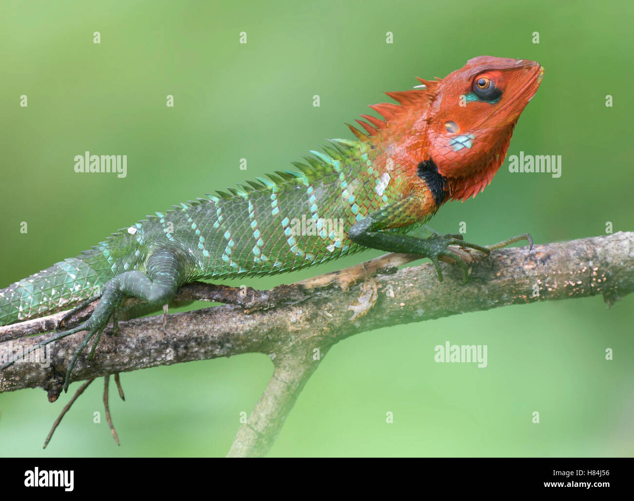 Common Green Forest Lizard (Calotes calotes), Kitulgala, Sri Lanka ...
