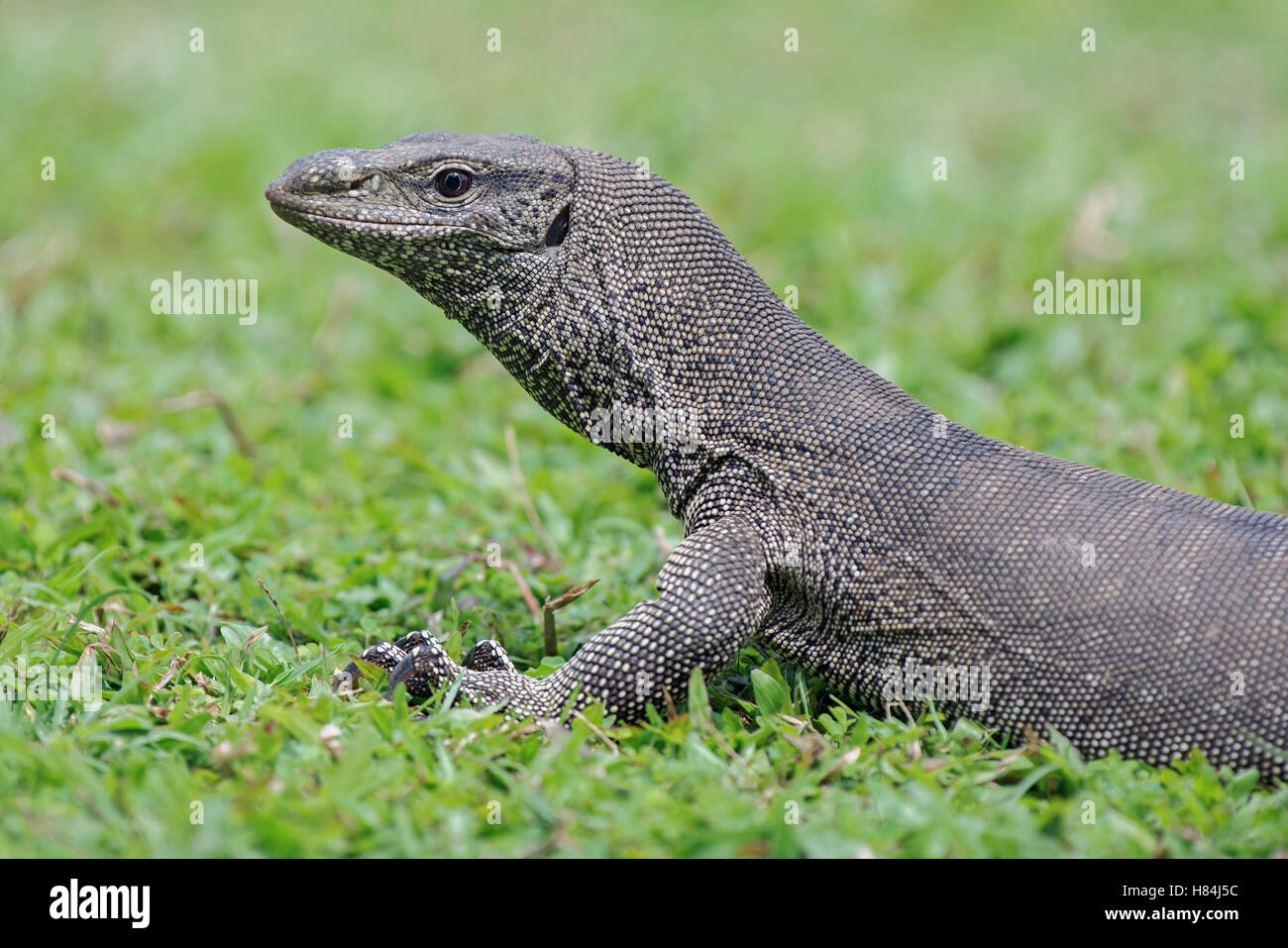 Bengal Monitor (Varanus bengalensis), Sri Lanka Stock Photo - Alamy