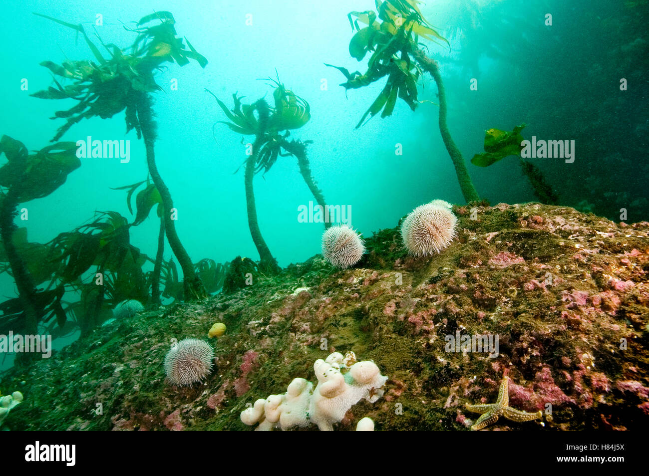 Dead Man's Fingers (Alcyonium digitatum) soft coral and kelp, Saint ...