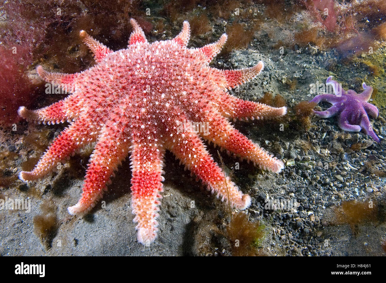Common Sun Star (Crossaster papposus) and purple seastar, Scotland ...