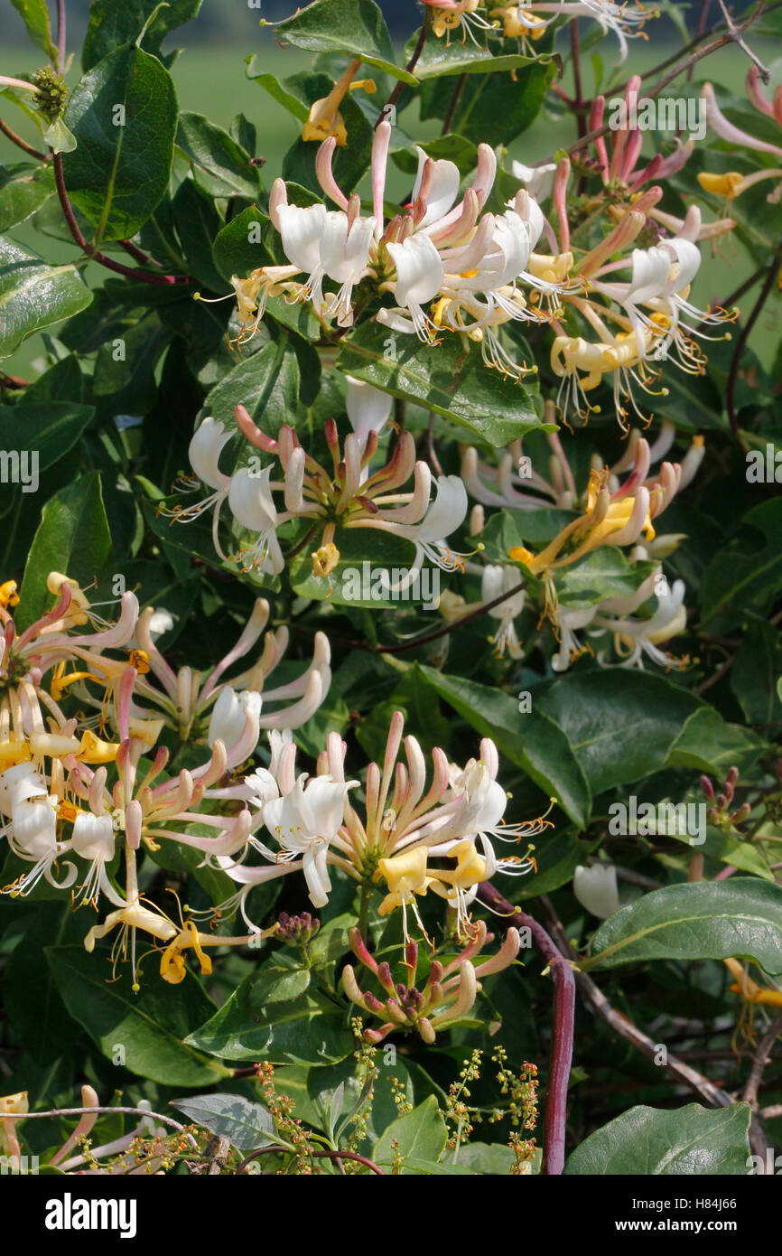 English Wild Honeysuckle (Lonicera periclymenum) flowering, Denekamp ...