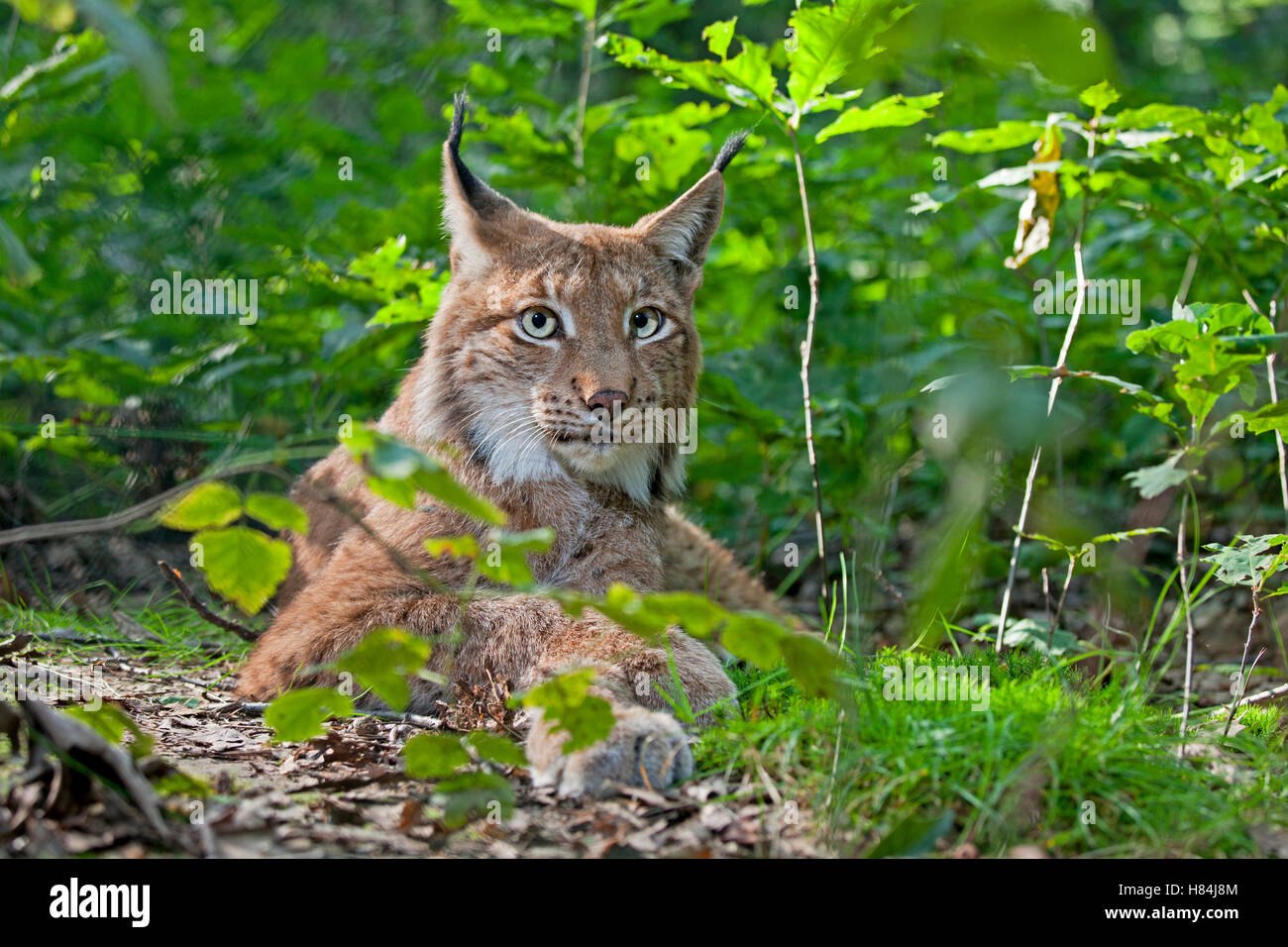Eurasian Lynx (Lynx lynx), Germany Stock Photo - Alamy