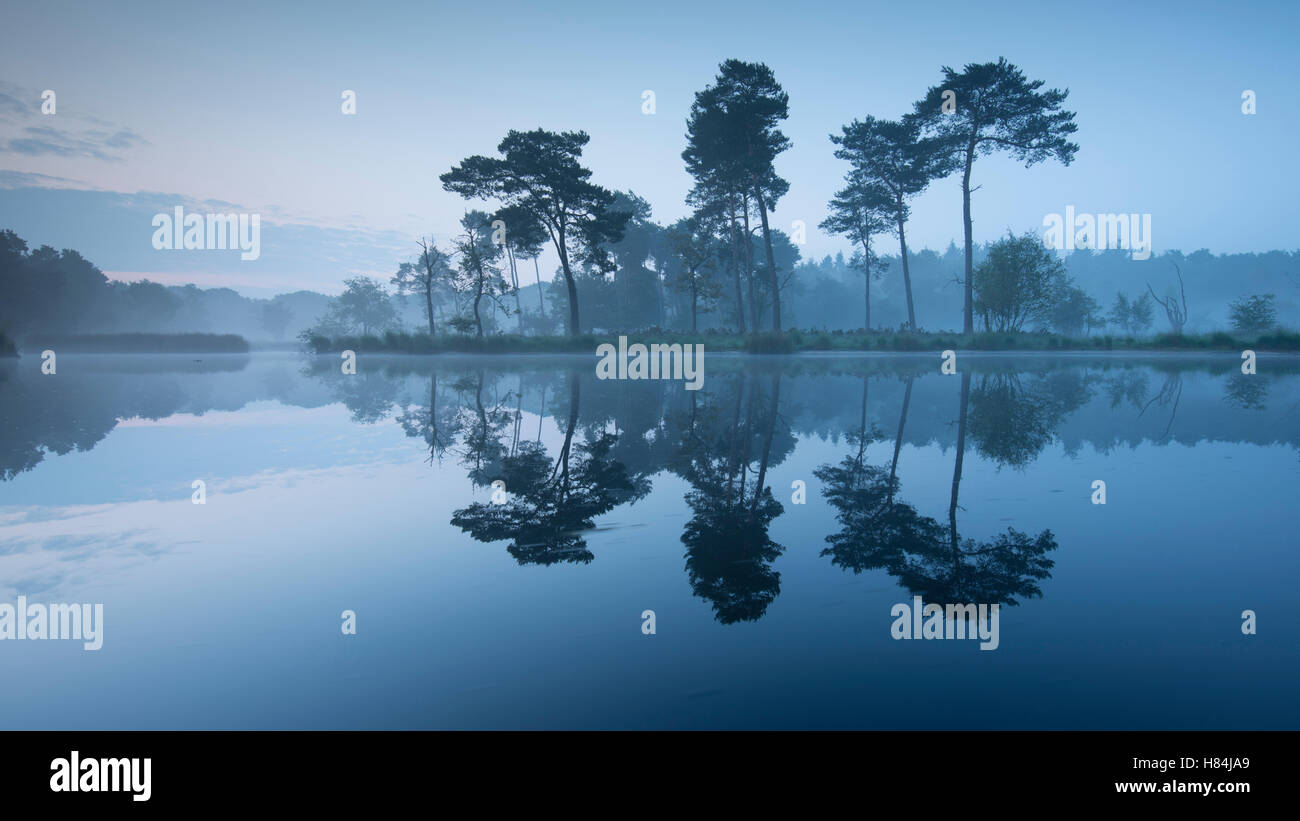 Pine (Pinus sp) trees reflecting in moor, Nijmegen, Netherlands Stock ...