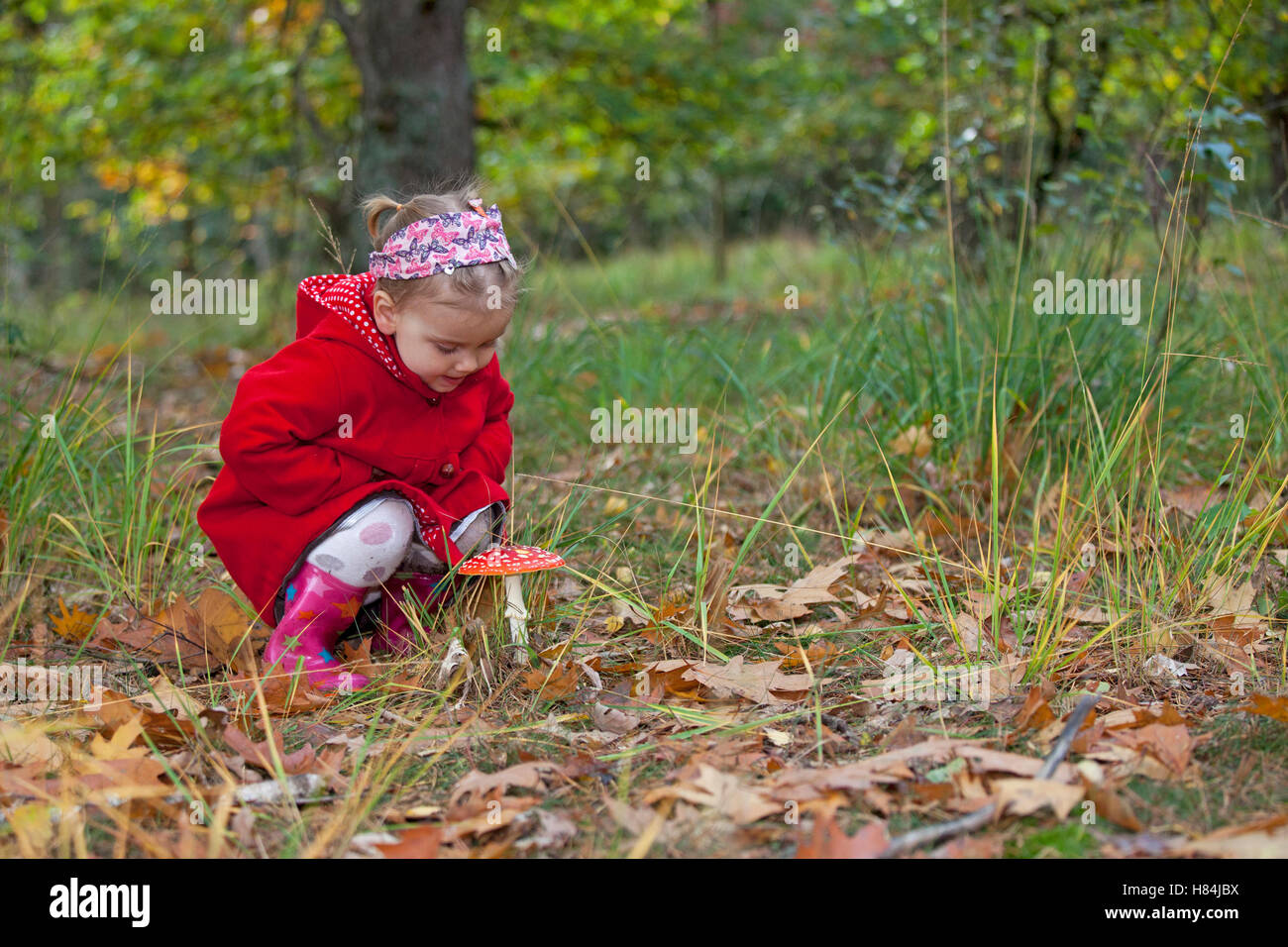 Fly Agaric (Amanita muscaria) mushroom inspected by girl, Nijmegen ...