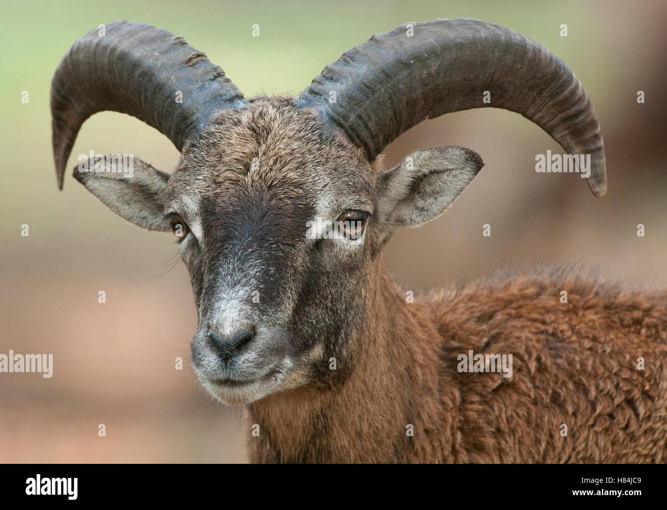Argali (Ovis ammon) sub-adult ram, Germany Stock Photo - Alamy