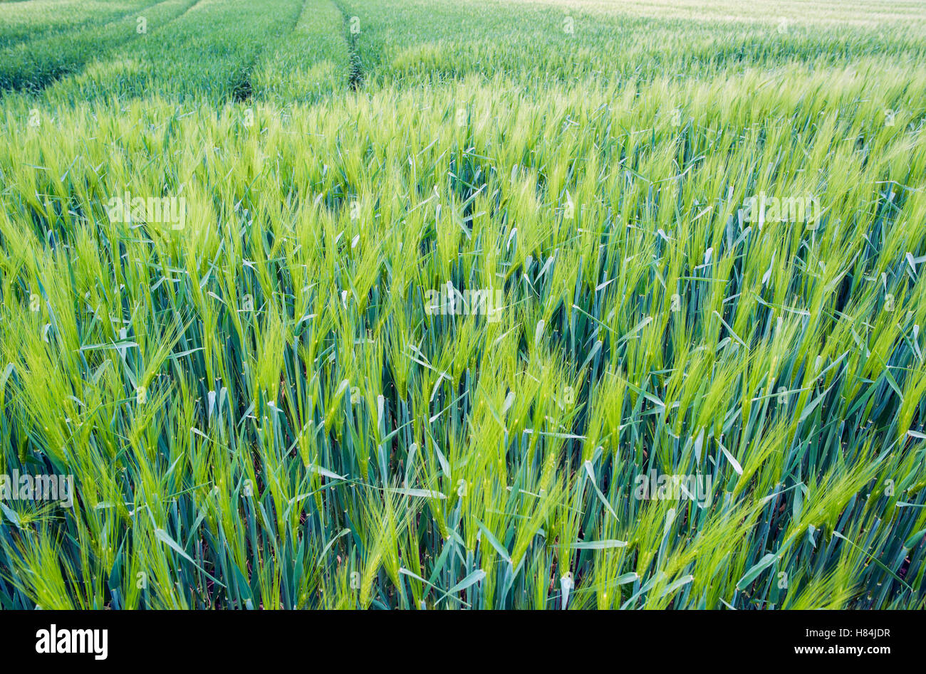 Two-rowed Barley (Hordeum vulgare) field in spring, Germany Stock Photo ...