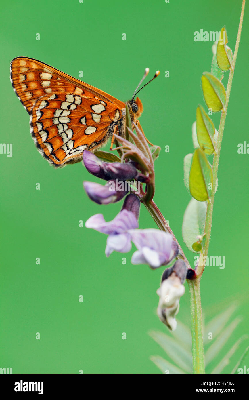 Scarce Fritillary (Hypodryas maturna) butterfly, Romania Stock Photo ...