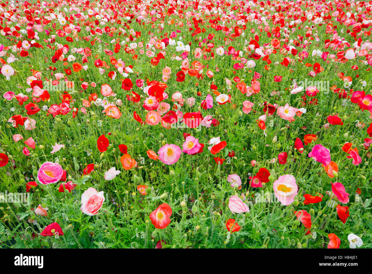 Poppy field, Netherlands Stock Photo - Alamy