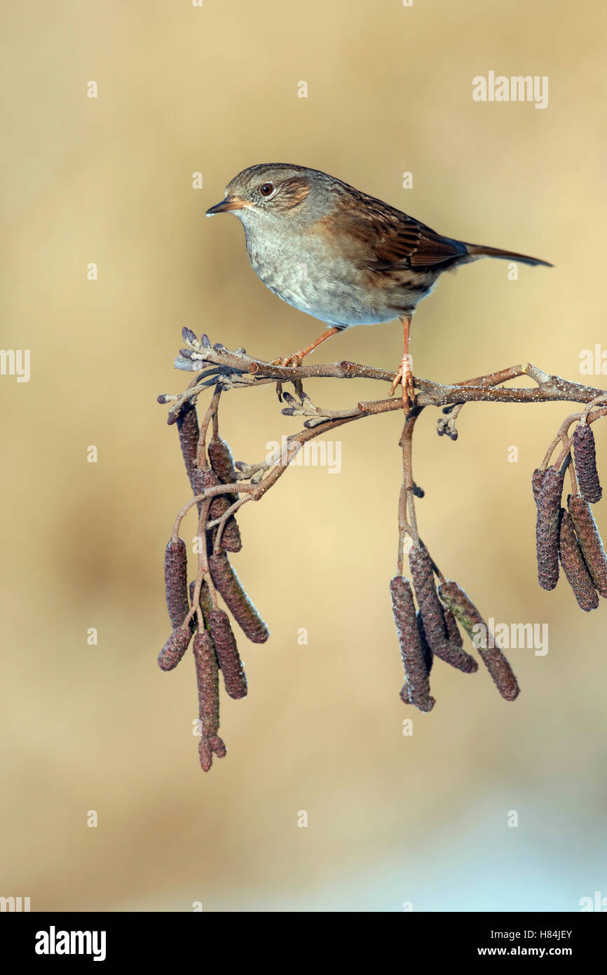 Dunnock (Prunella modularis), Netherlands Stock Photo - Alamy