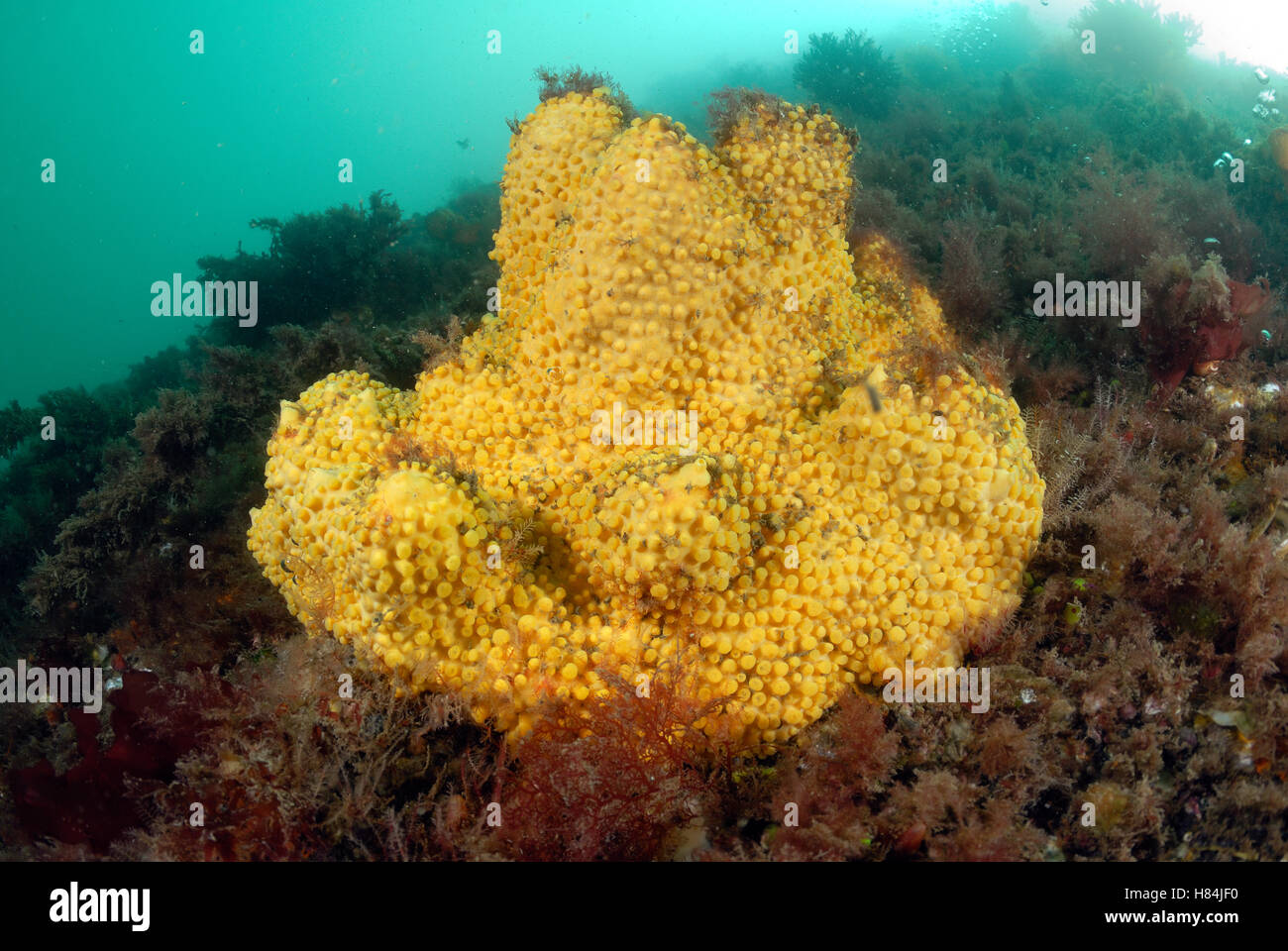 Boring Sponge (Cliona celata), Frankrijk, France Stock Photo - Alamy