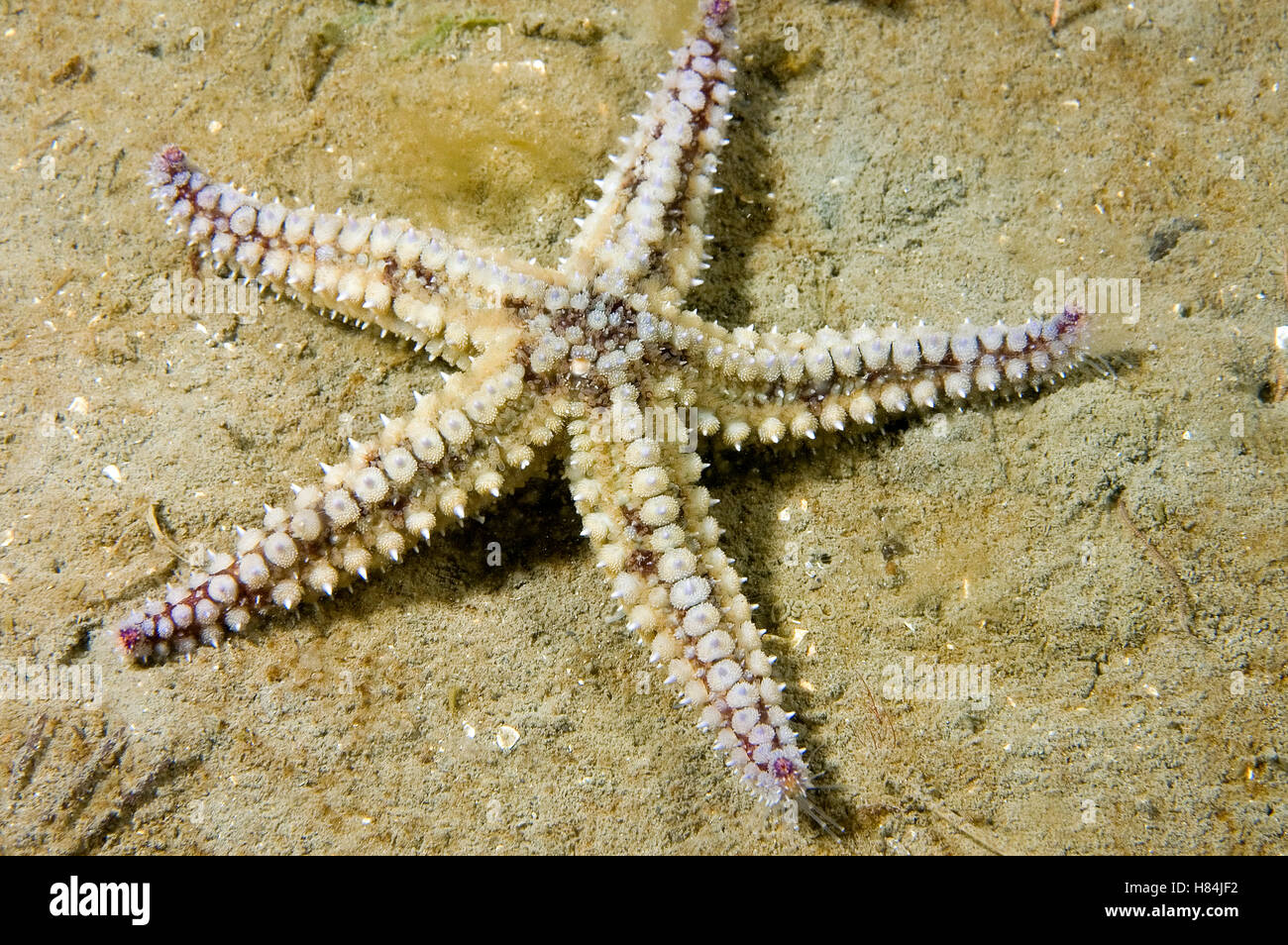 Spiny Starfish (Marthasterias glacialis), Scotland Stock Photo - Alamy