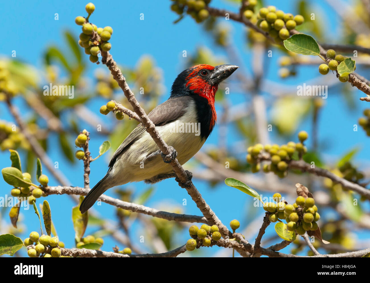 Black-collared Barbet (Lybius torquatus), Kruger National Park, South ...