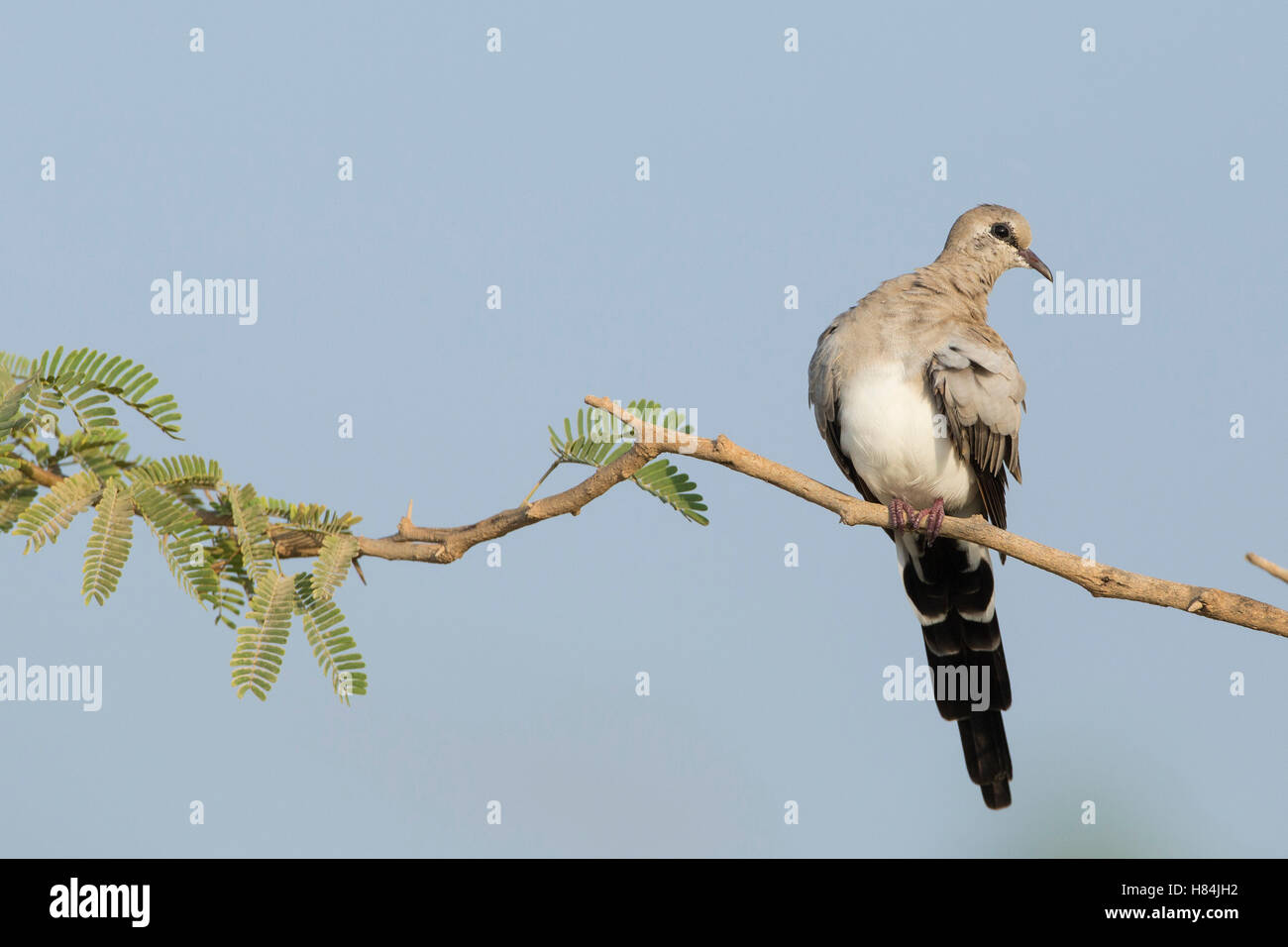 Masked Dove (Oena capensis), Oman Stock Photo - Alamy