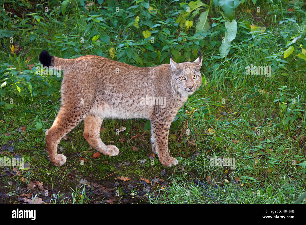 Eurasian Lynx (Lynx lynx), Europe Stock Photo - Alamy
